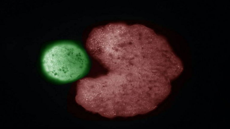 Así son los Xenobots, una forma de vida artificial controlada por IA ...