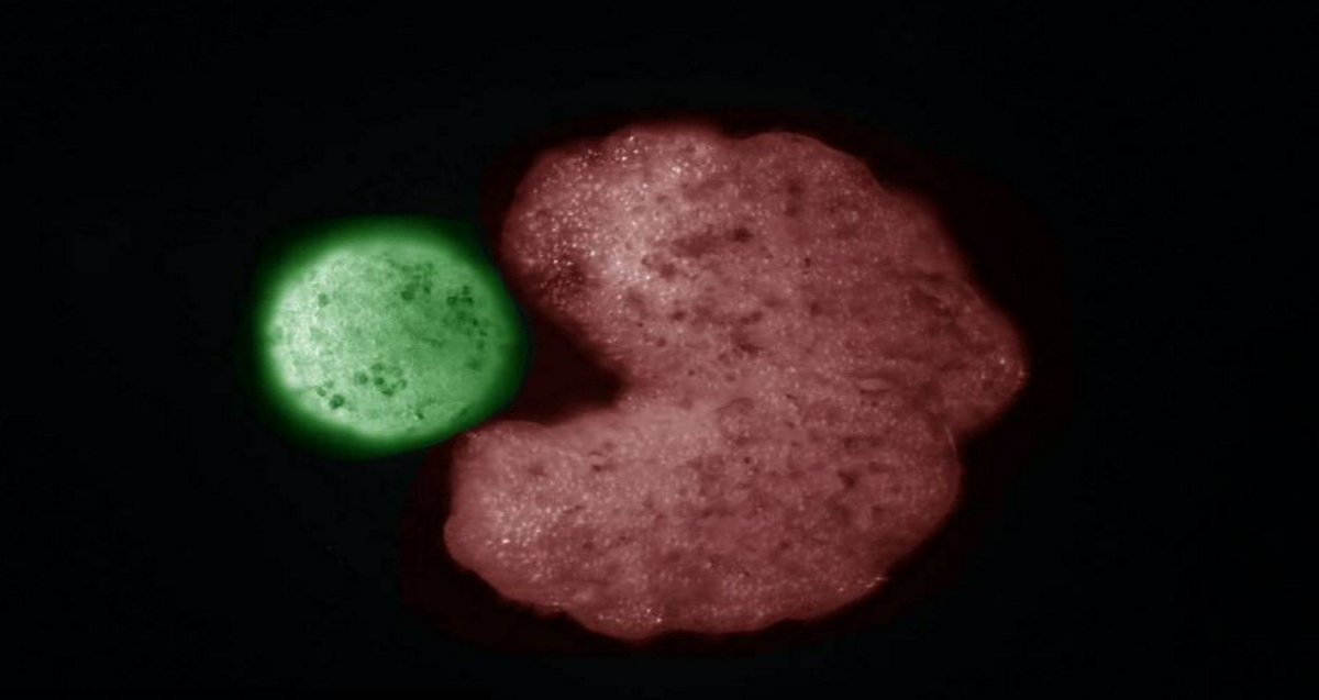 Así son los Xenobots, una forma de vida artificial controlada por IA ...