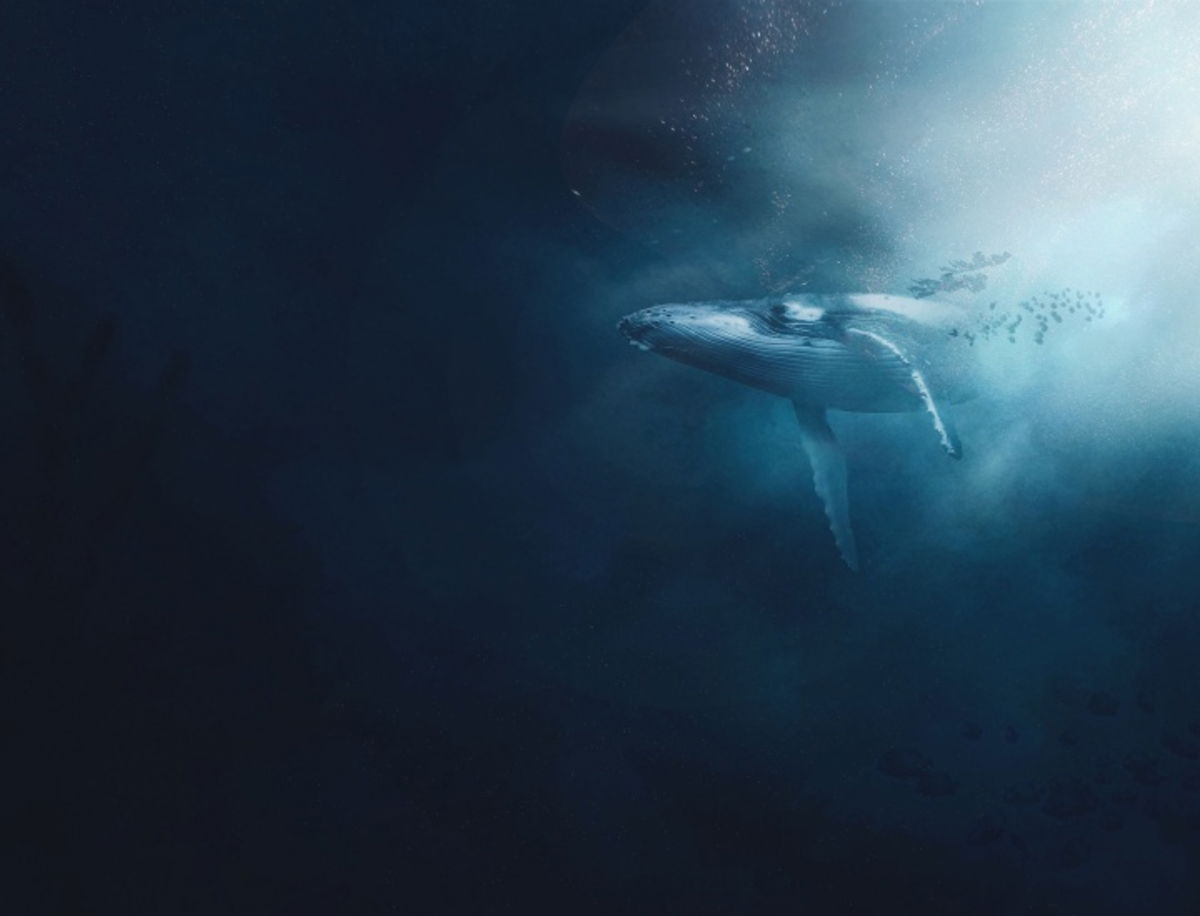 Qué es el "Whale Phishing" y cómo protegerse de estas peligrosas ...