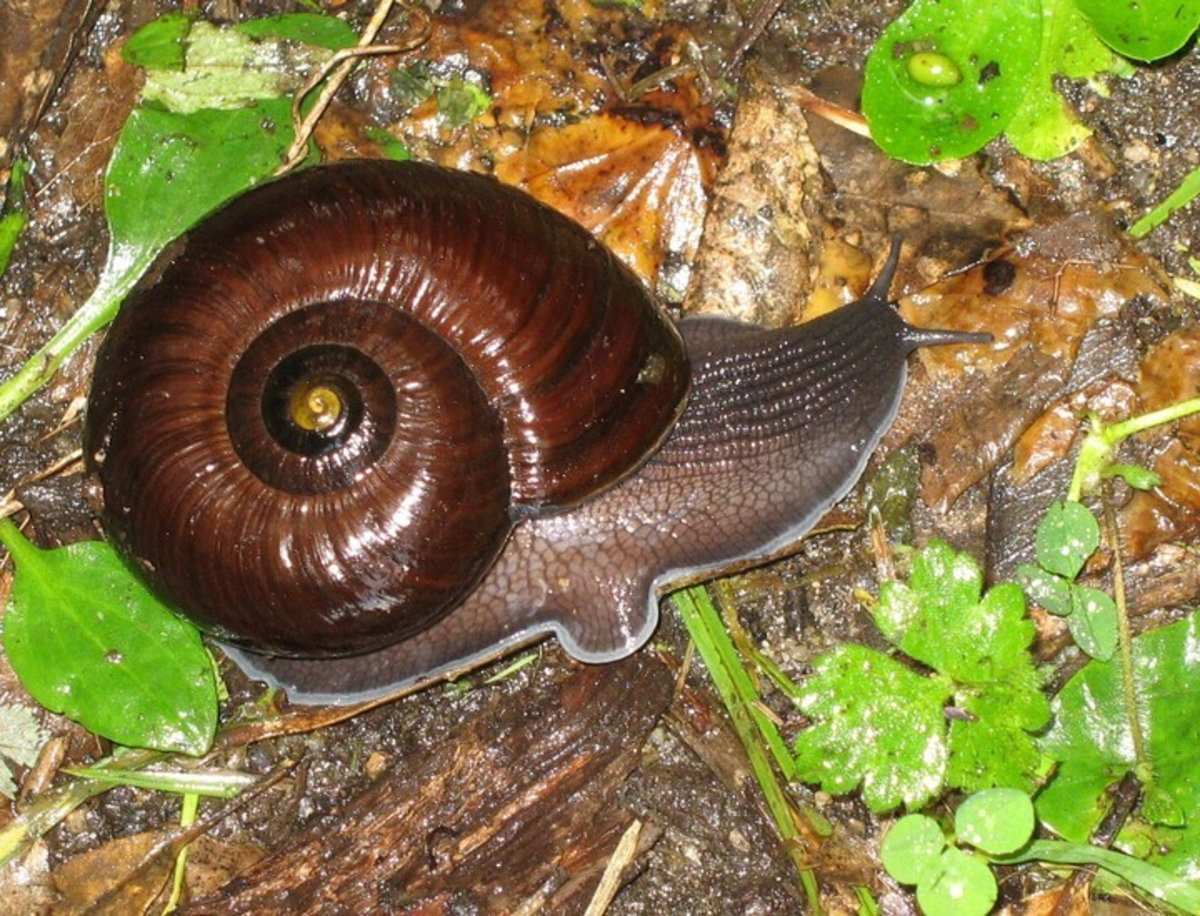 Caracol Powelliphanta, el invertebrado que es carnívoro y posee 6.000 ...