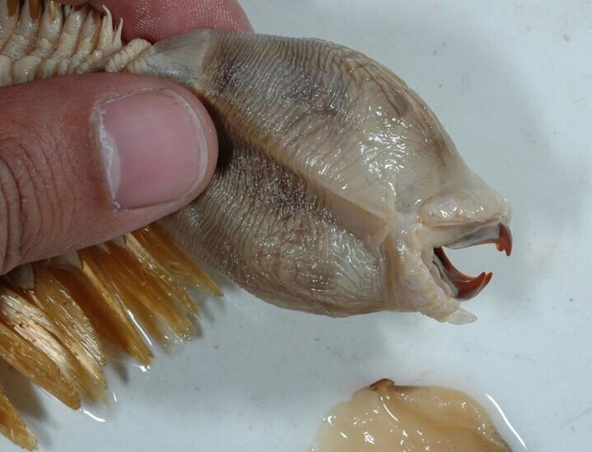 Descubren un gusano gigante con una pieza bucal para cazar a sus presas