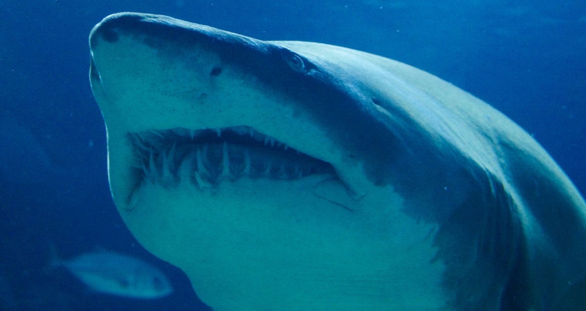 El tiburón blanco podría ser más letal de lo que pensamos: sería capaz ...
