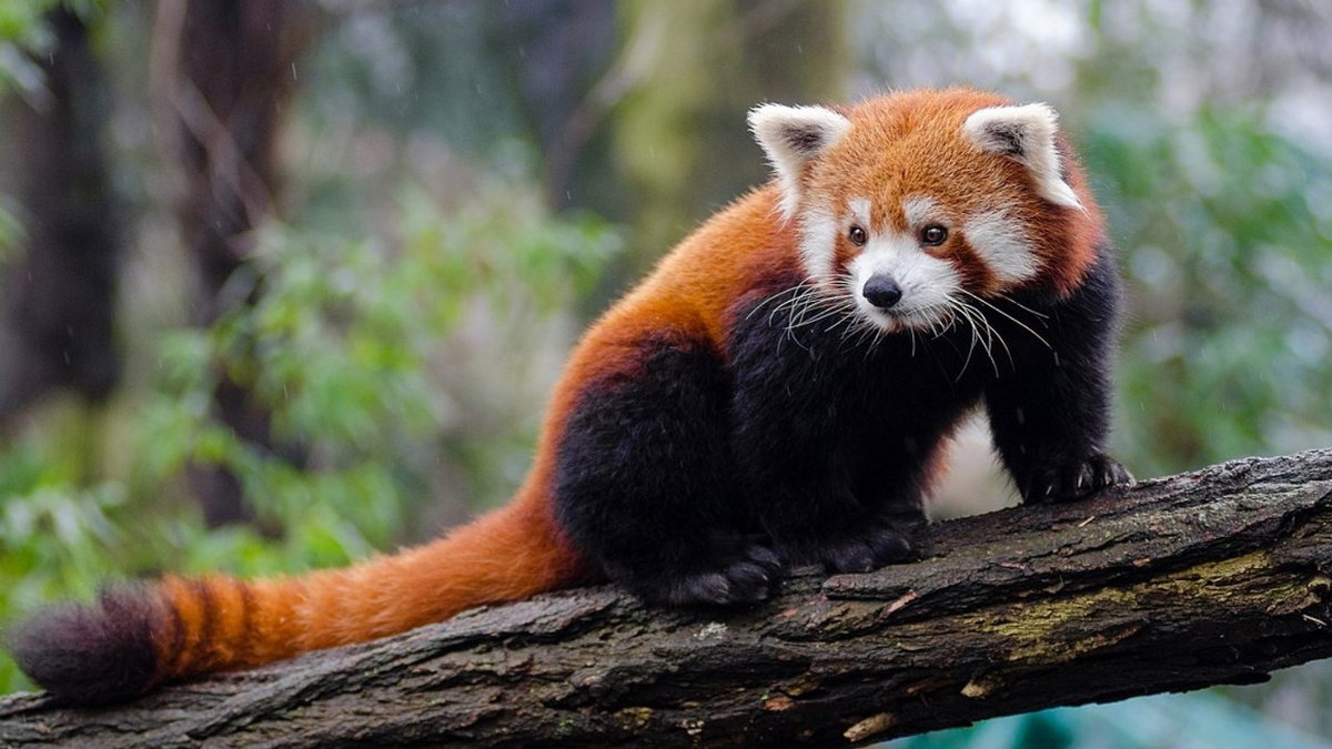 Animales en peligro de extinción (2025): lista con las 27 especies más ...