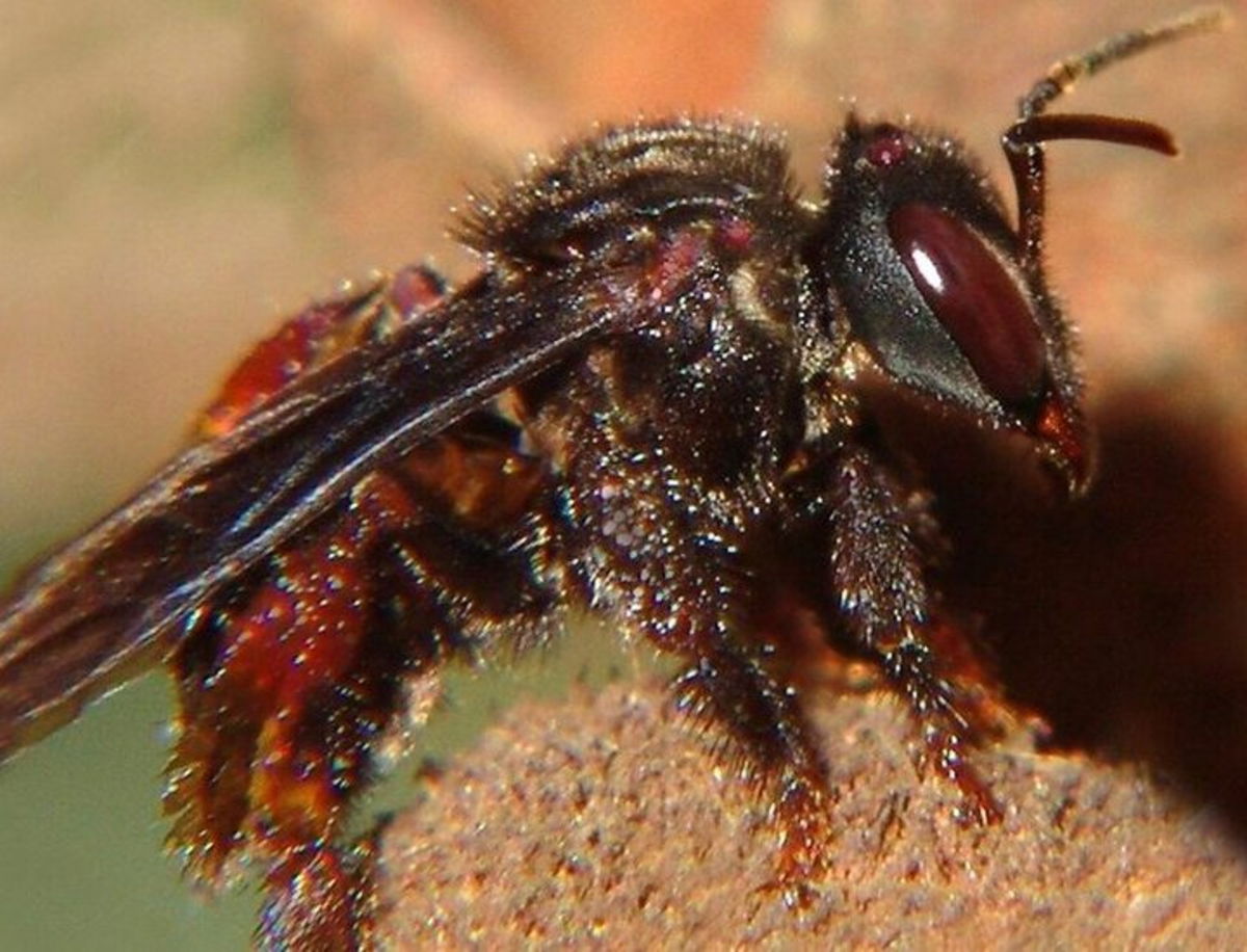 Abejas buitre: la especie que se alimenta de carne putrefacta y que ...