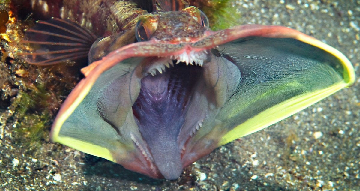 Este agresivo pez tiene feroces batallas territoriales que parecen la ...
