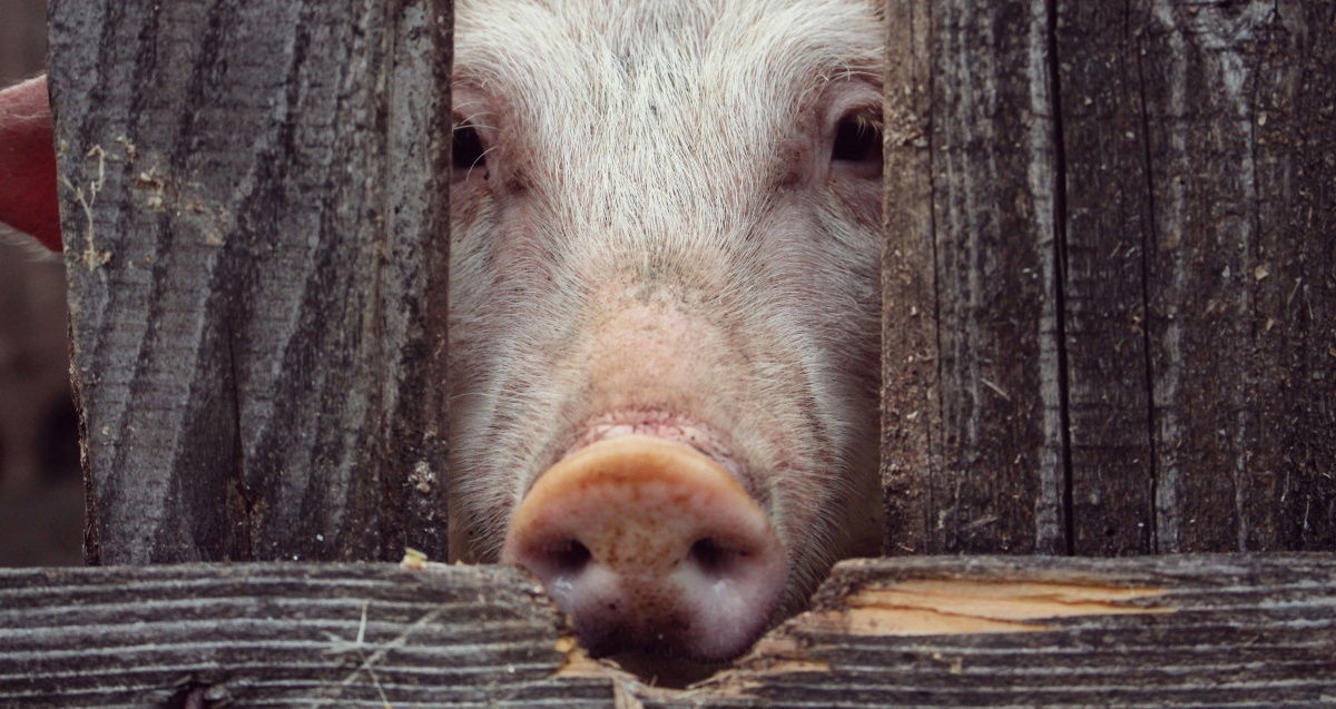 Logran resucitar células en cerdos muertos: huele a apocalipsis zombie ...