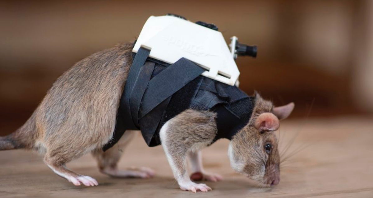 Deberías tomarte en serio estas adorables ratas con mochilita: vendrán ...