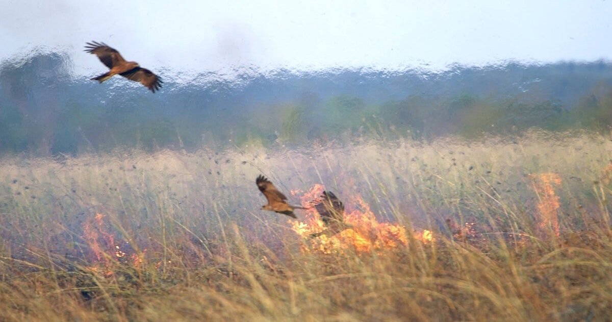 Así cazan los halcones de fuego, una especie pirómana que quema ...