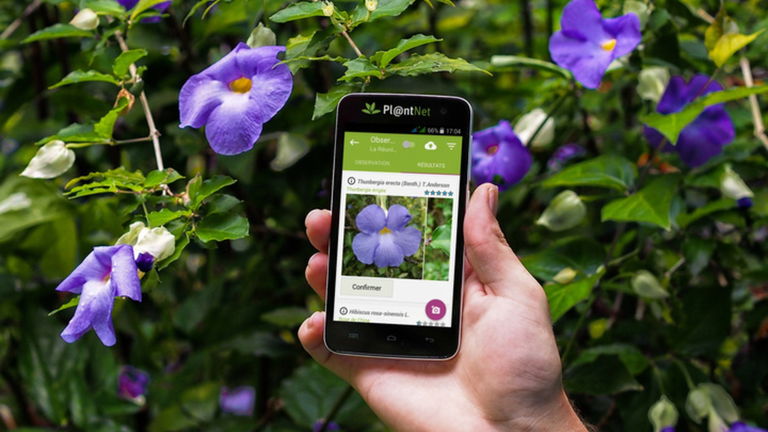 Este mapa interactivo te muestra datos complejos sobre la flora de tu ...