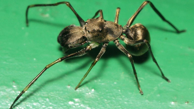 Esta peculiar araña comparte un tierno comportamiento con los mamíferos ...