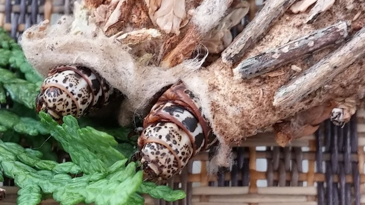 Estos gusanos se construyen su propia cabaña de madera y la llevan a la ...