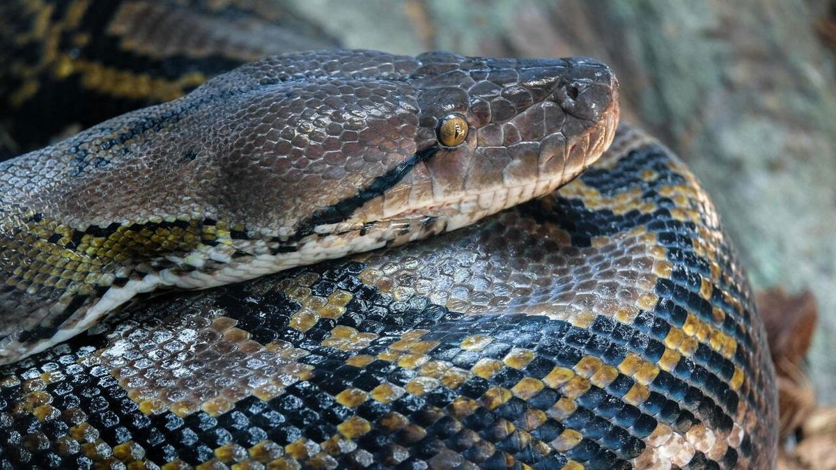 Una serpiente gigante de más de 15 metros: un piloto consiguió ...