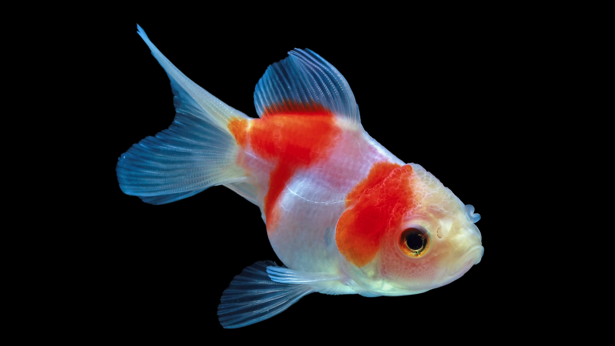 No es broma: un pez ha conseguido acceder a datos bancarios y cometer ...