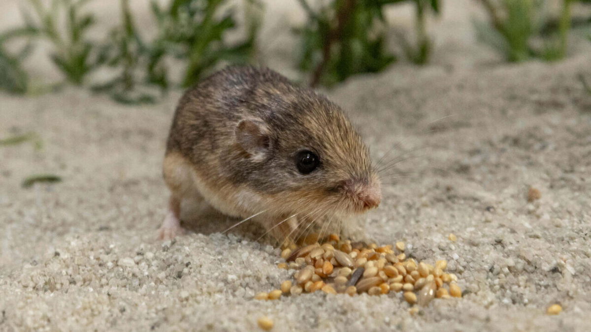 El ratón más longevo del mundo se llama Pat y es todo un héroe para su ...