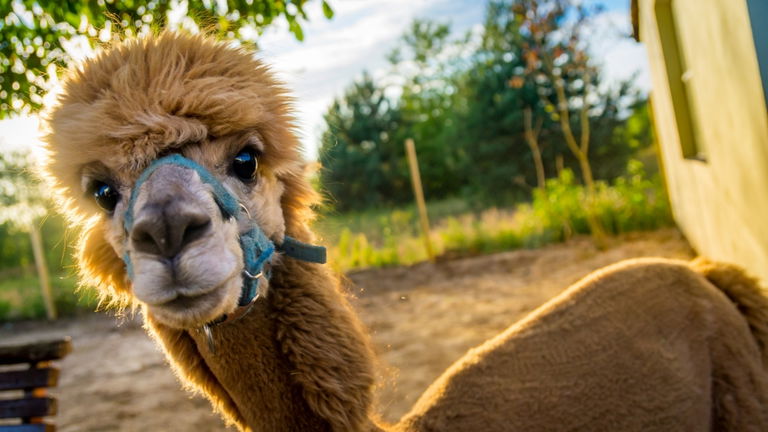 Que tiemble ChatGPT: su nuevo rival llega desde Stanford y es un clon con forma de alpaca