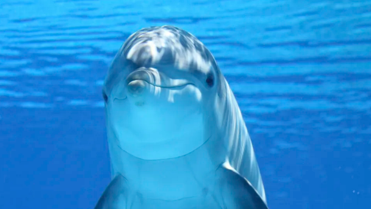 Un bellísimo delfín albino ha sido fotografiado por primera vez en la ...