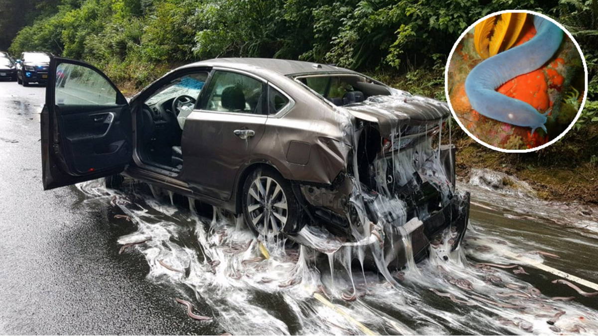 Así se defienden los peces bruja, explotando en una nube de moco que se ...