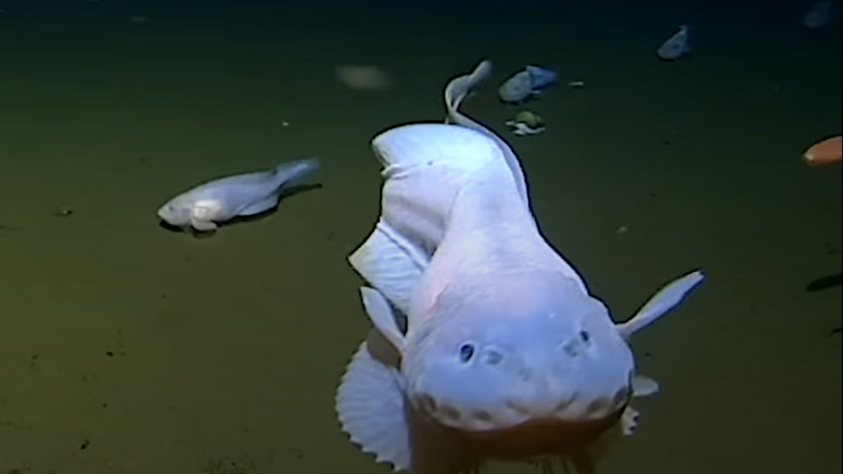 Este pez ha batido todos los récords: vive en la profundidad más ...