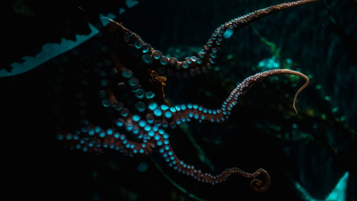 Nuevos estudios desvelan un gran secreto de los pulpos: así es como funcionan realmente sus ...