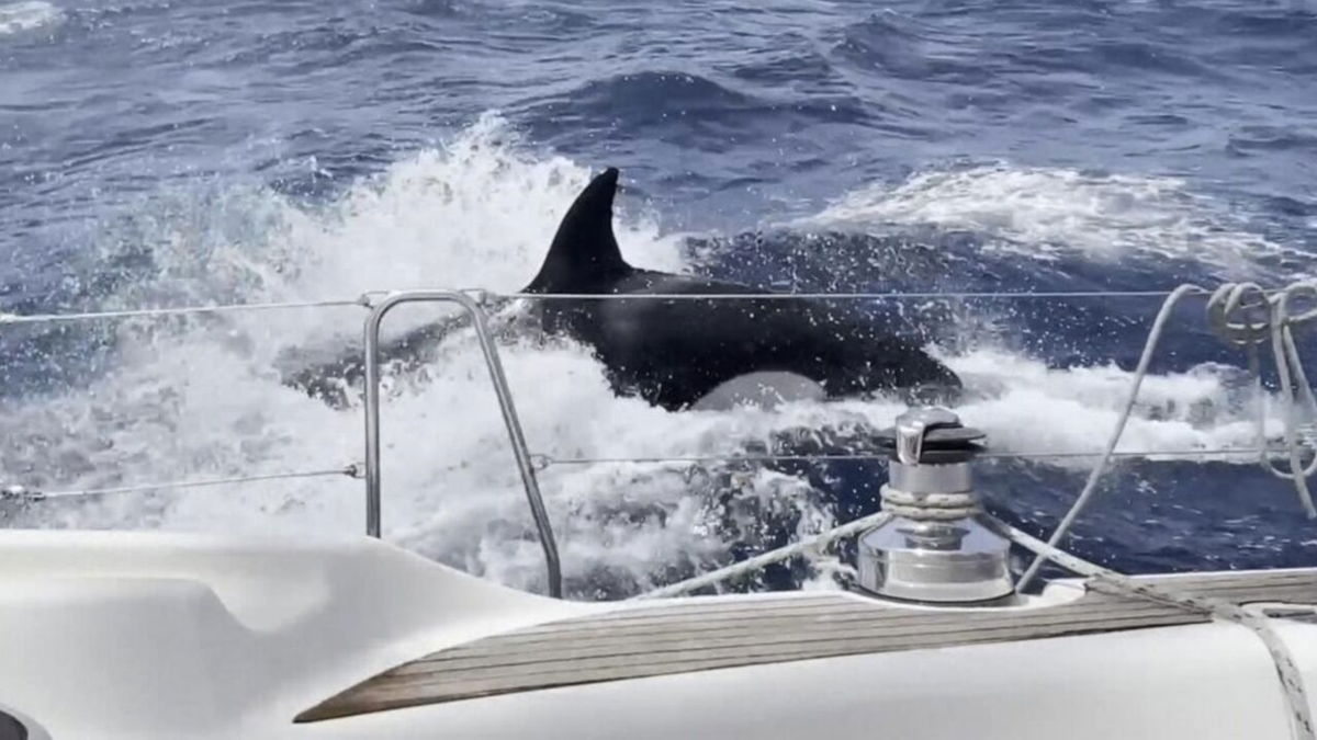 Un violento ataque de orcas a un barco cerca de las costas de España ...