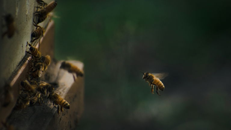 Las abejas transmiten genes altruistas a las obreras para que sirvan a ...