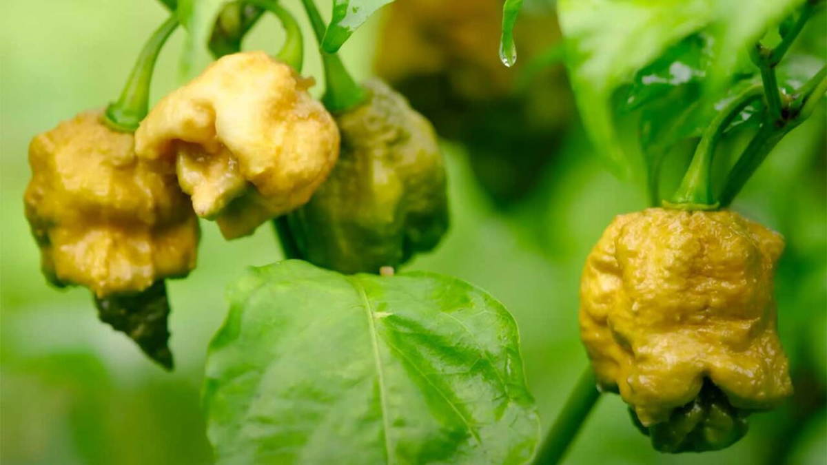 El chile más picante del mundo es peor que un spray para ahuyentar osos ...