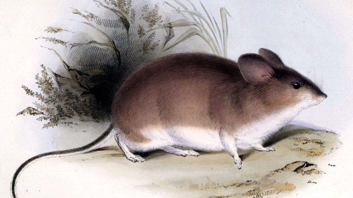 Viven donde nadie puede hacerlo: estos ratones sorprenden a los ...