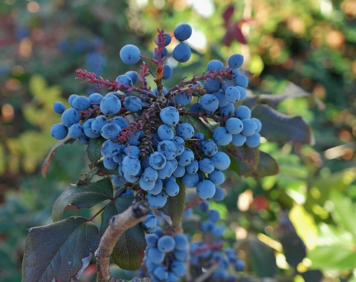 Frutas y verduras de color azul: listado completo
