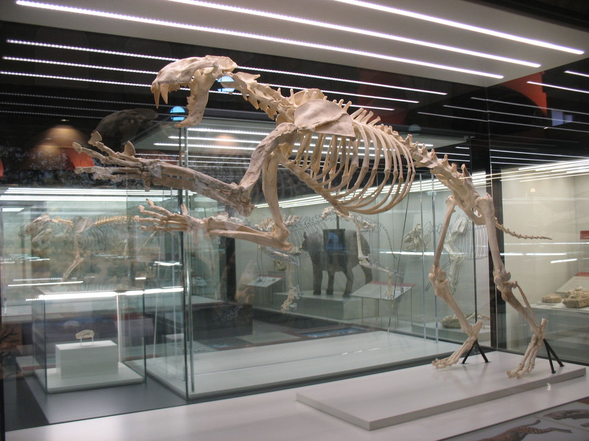 Cuándo se extinguieron los tigres dientes de sable y por qué desaparecieron