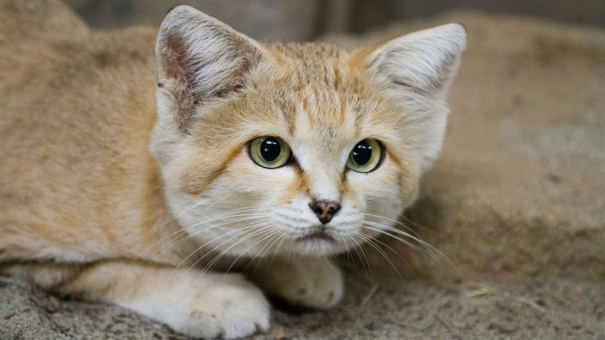 El tiburón es el rey del océano y el león de la sabana, ¿cuál es el rey ...