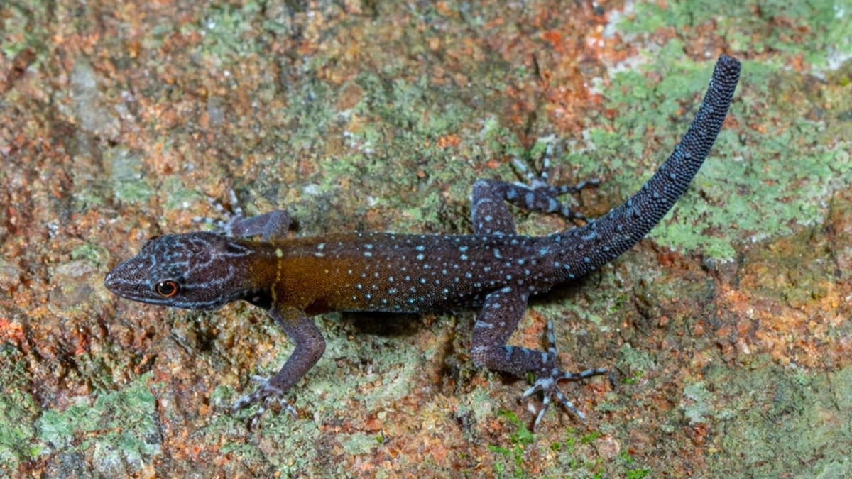 Vincent van Gogh vuelve a la vida, pero no en forma humana: ahora es ...