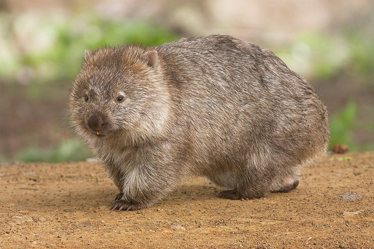 Qué es un wombat y por qué produce excrementos con forma de cubo