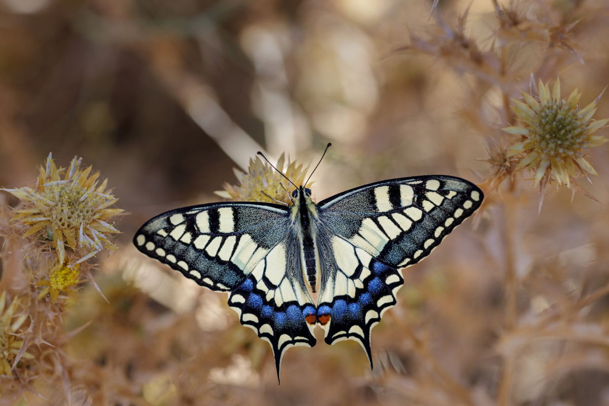 Las 5 especies de mariposas más raras que existen en el planeta