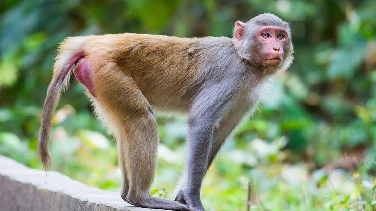 Por qué a diferencia de otros animales los humanos no tenemos cola