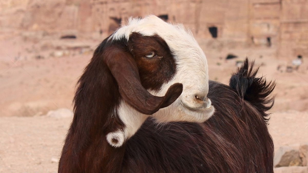 Es una de las cabras más raras del mundo: llega a venderse por más de ...