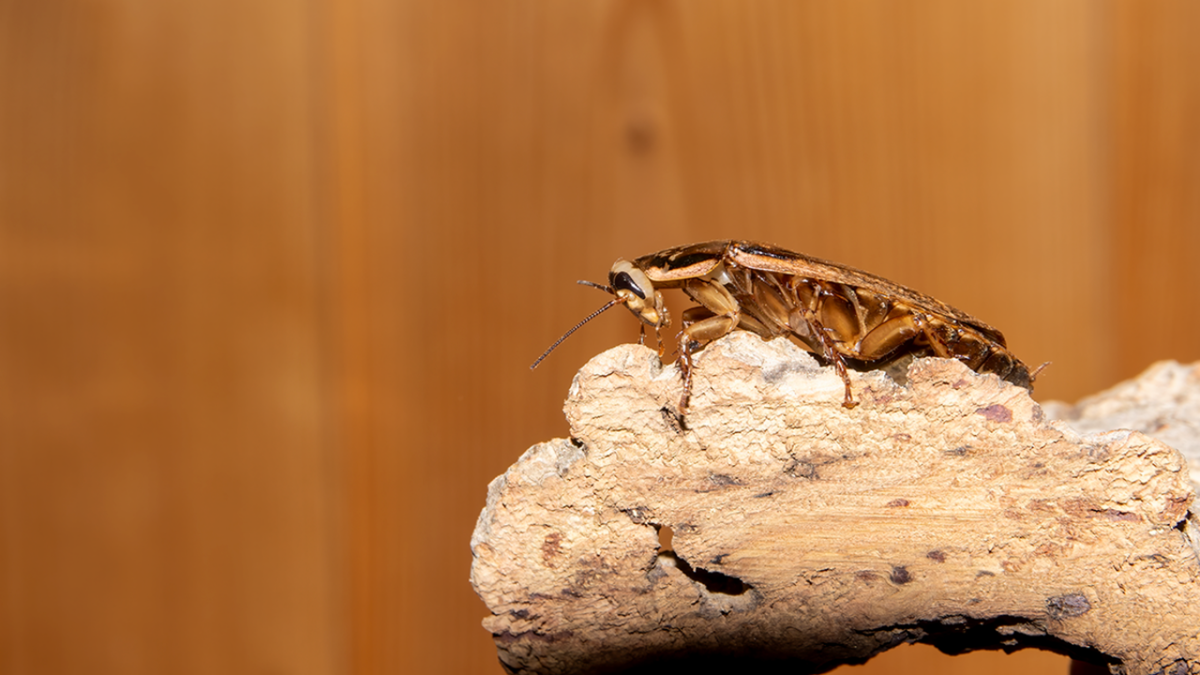 Viene de Asturias y puede tomar España: este nuevo insecto marca un ...