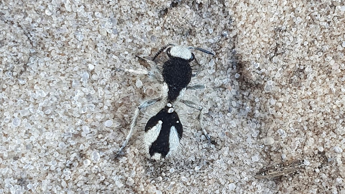 Este insecto es de un color tan negro que es capaz de absorber casi ...