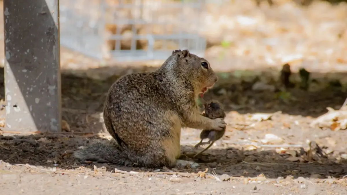 Olvídate de las adorables ardillas robando semillas y frutos secos. Una ...