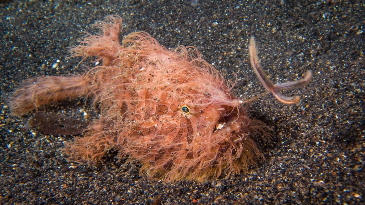 Este pez evolucionó para contar con su propia caña de pescar: es un ...