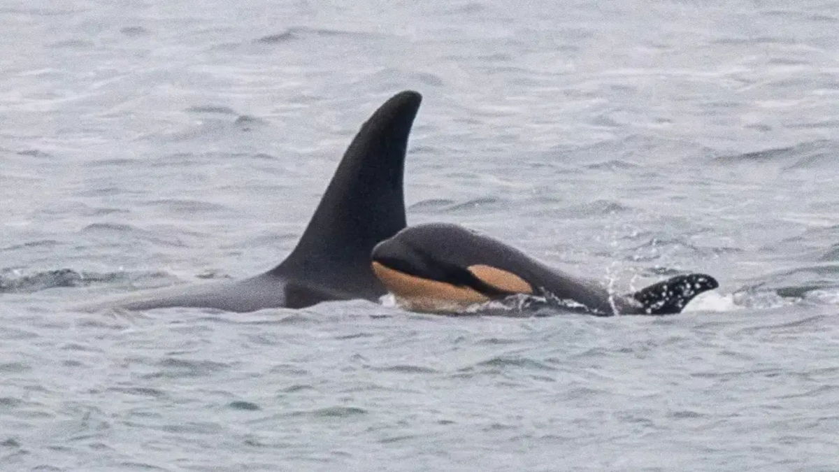Así es el triste y descorazonador viaje de la orca Tahlequah ...