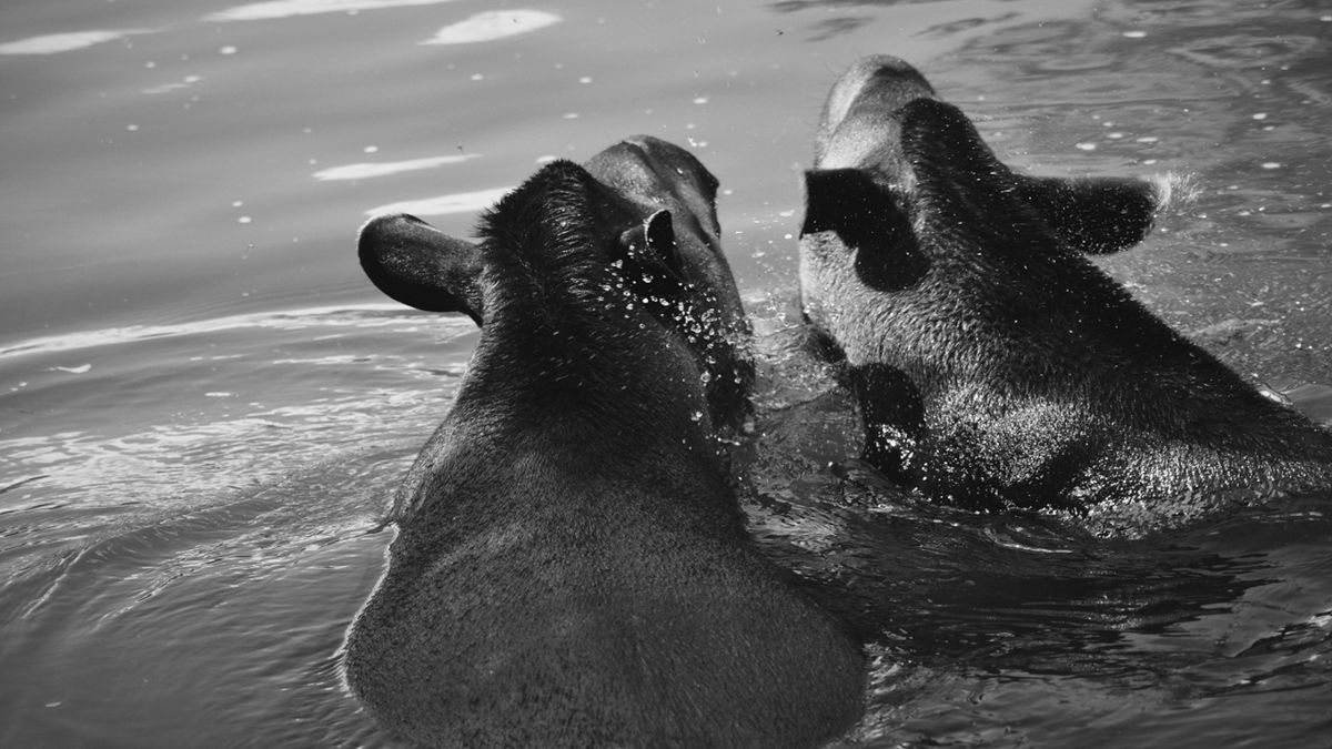 Después de haber desaparecido hace 100 años este animal ha vuelto a su ...