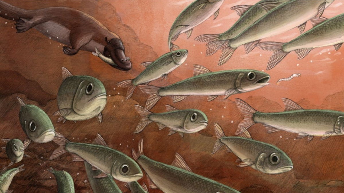 Este pequeño pez se ha conservado en perfecto estado tras 15 millones ...