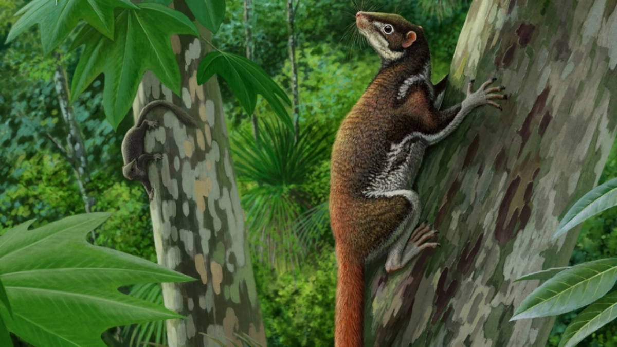 Este fósil tiene 62 millones de años, pero ha resuelto una parte de ...