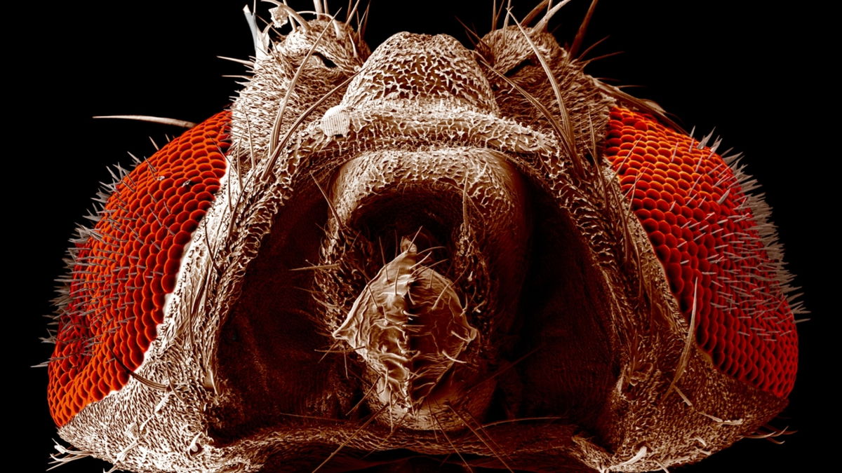 Las moscas de la fruta macho tienen un secreto para gustarle más a las ...