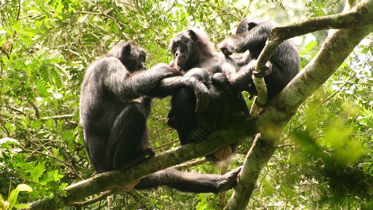 Los cantos de estos simios podrían ser lo más parecido al lenguaje ...