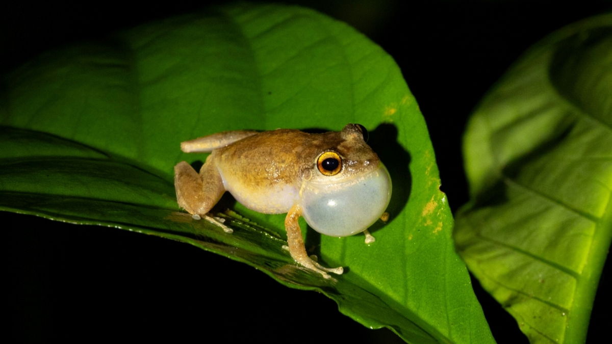 No creerás lo que un turista pidió para "silenciar" a estas criaturas ...