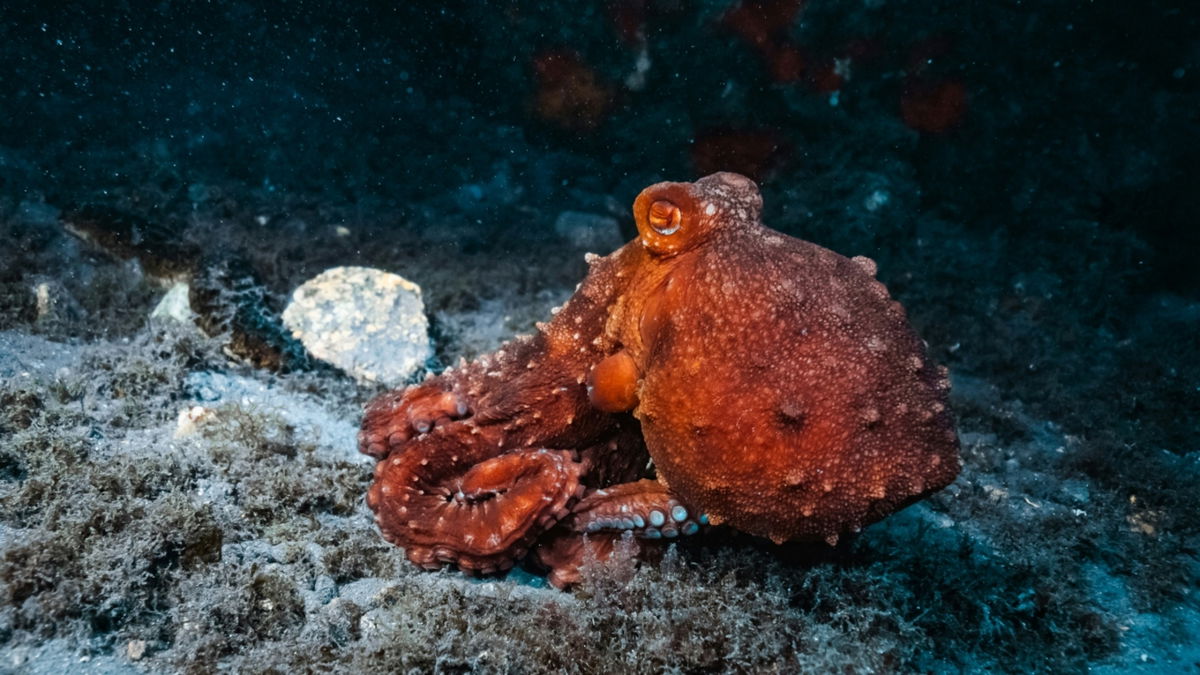 Científicos descubren el secreto del camuflaje de los pulpos y todo tiene que ver con un proceso ...